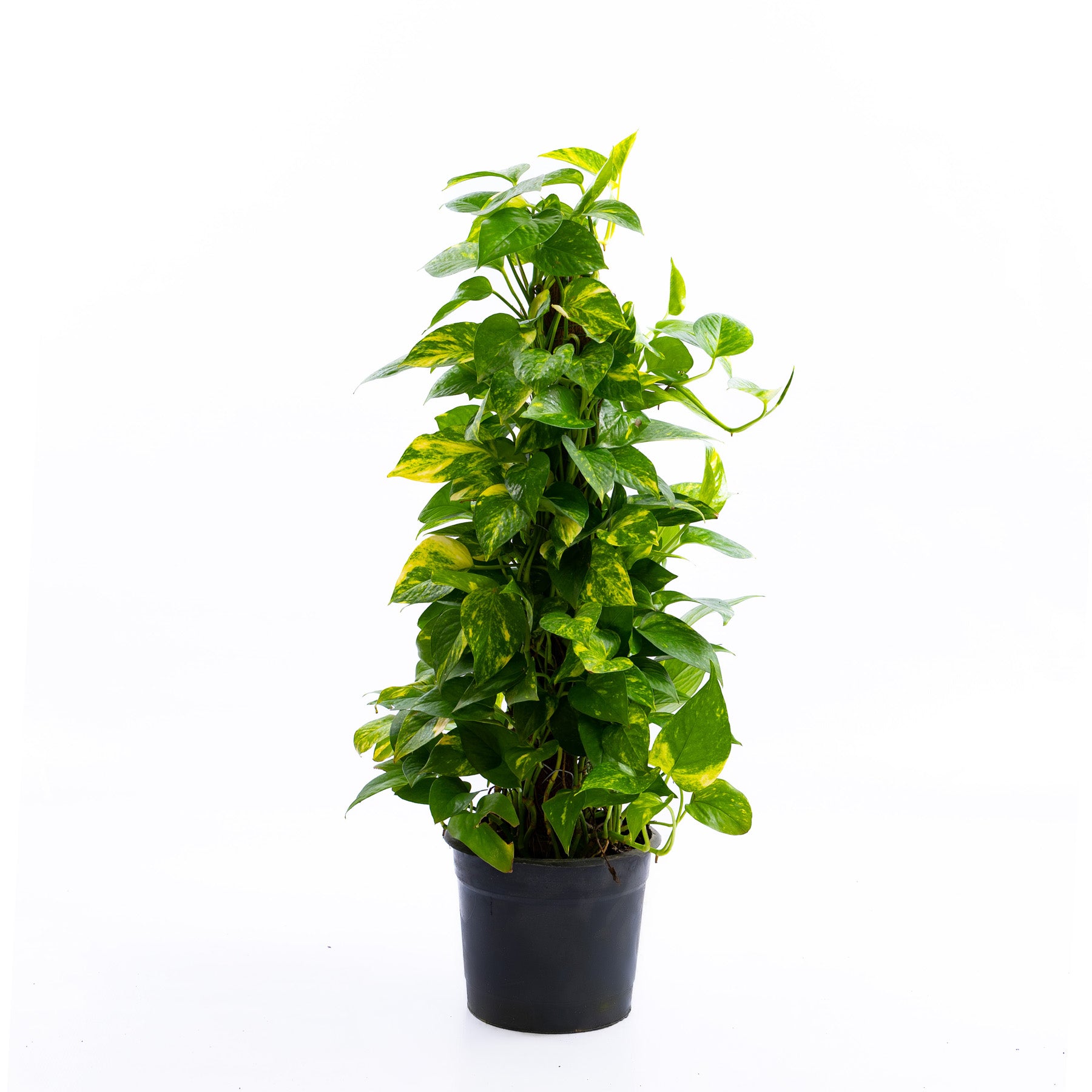Golden Pothos – Esorus