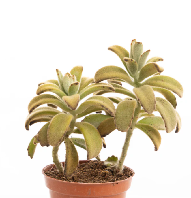 Taco Leaf Peperomia – Esorus